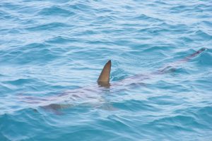 Maritime Superstitions | NMMC : National Maritime Museum Cornwall